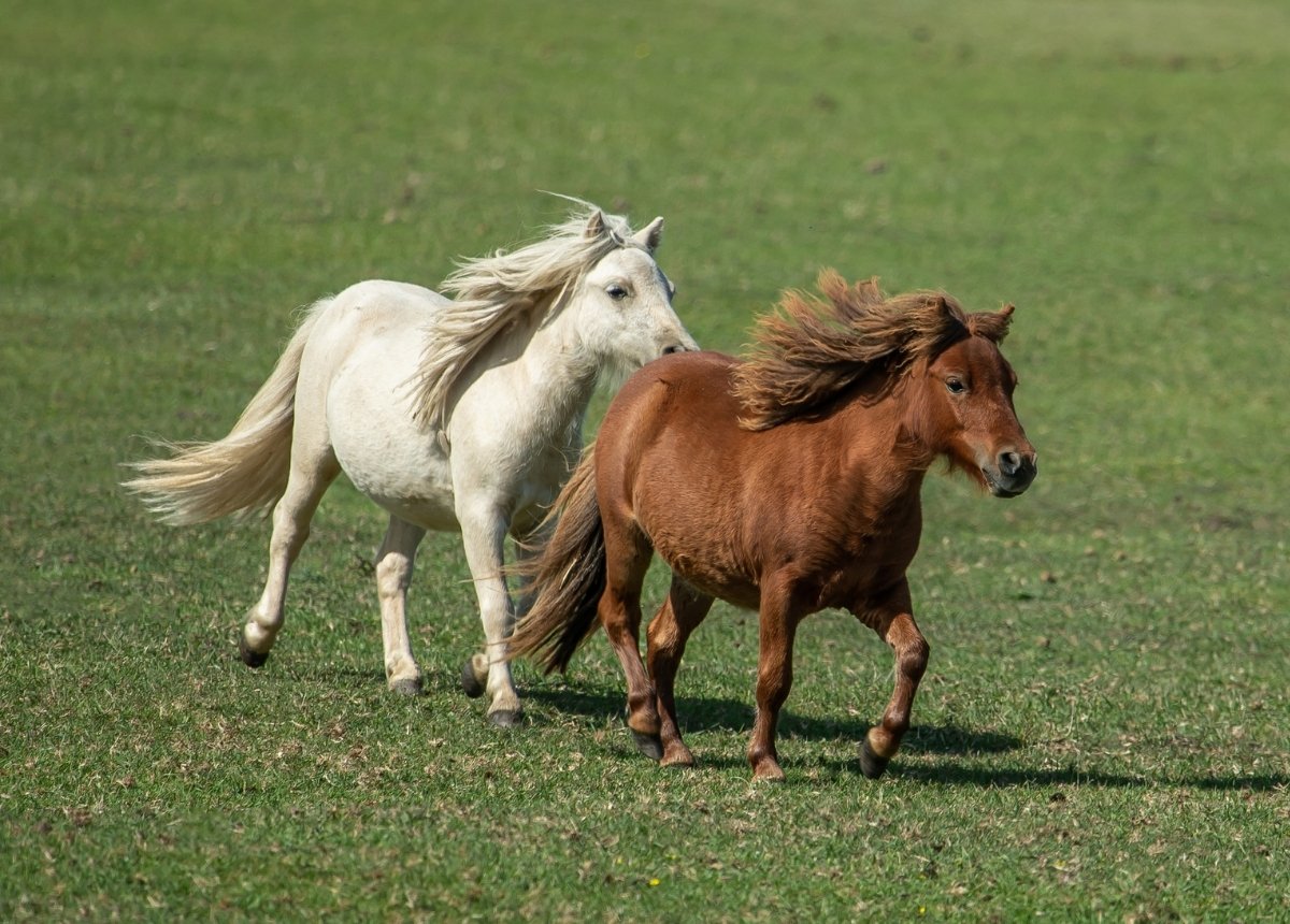 IX Ogólnopolski Czempionat Hodowlany koni rasy kuc oraz "Święto Kuców ...